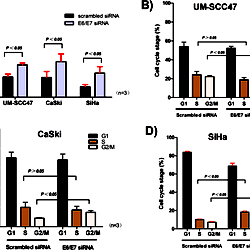 Apoptosis and cell cycle arrest after E6 and E7 knockdown.