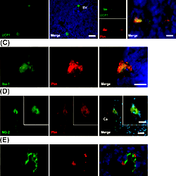 Heterogeneity of intrathymic LLMC phenotypes.