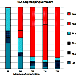 Read Mapping Summary.