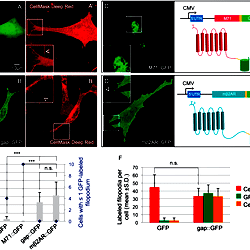 Expression of GFP and GPCR::GFP in OP6 cells.