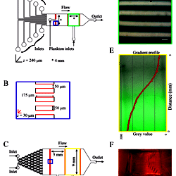 Microfluidic device geometry and flow profile.