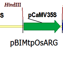 Map of the plant expression vector.