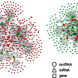 Competing endogenous-RNA network exhibited by 10 selected circular-RNAs.