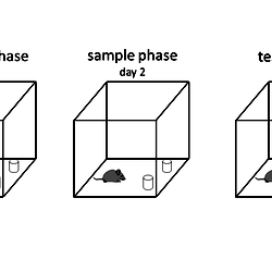 Schematic representation of the NOR test.