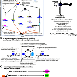 A QSP model for describing in vitro hematopoiesis, cell kinetics, and ...