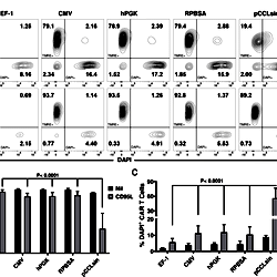 TMRE assay for monitoring mitochondrial membrane potential.