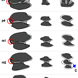 Comparison of the occlusal morphology of lower cheek-teeth of Leporidae ...