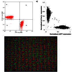 Single bacterial cell deposition and analysis.