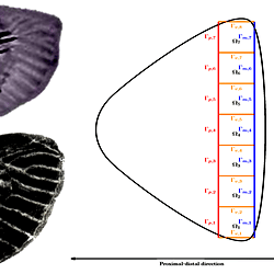 A wing disc in the larval stage (up left) and its venation system (down ...
