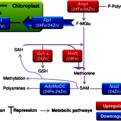 SAM plays an important role in mineral homeostasis.