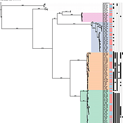 Phylogenetic Tree of S. Typhimurium showing the single nucleotide ...