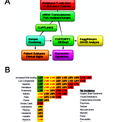 T cell transcriptome workflow and distribution of major clinical signs ...