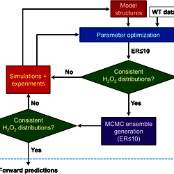 Systematic approach to construct a kinetic model of H2O2 metabolism.
