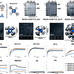 Nanoparticle assembly and characterization.