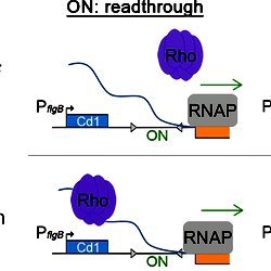 Proposed models of direct Rho binding and inhibition of transcription ...