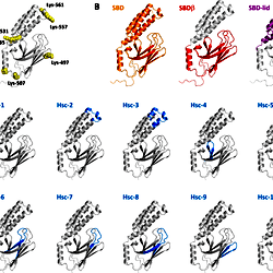 Hsc70 domains and peptides used throughout this study.