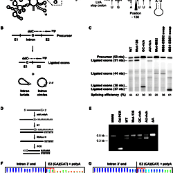 Splicing efficiency and detection of circularization intermediates for ...