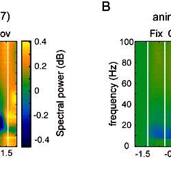 LFP spectrograms.