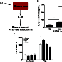Changes in HBEC cytokine production impacted macrophage IL-1β production.