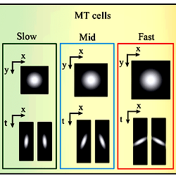 The model of area MT.