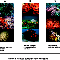 Dominant epibenthic assemblages of calcareous bio-concretions (Habitat ...