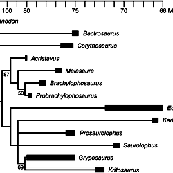 Time-calibrated cladogram of hadrosaurines based on Gates et al. [3].