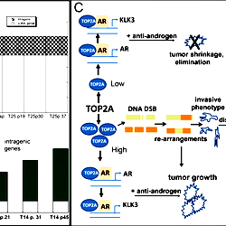 TOP2A promotes accumulation of DNA rearrangements in proliferation PCa ...