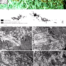 A. Surface of an Upper Devonian marly shale from the Kowala quarry with ...