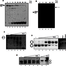 Nuclease activity of NurA on different DNA substrates.