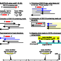 Schematic representation of the IS6110 insertion detection strategy.