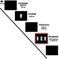 Diagram of the delayed match to sample task used in the study.