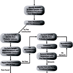 A flow chart describing the tree and network construction process.