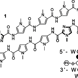 Chemical structure of a Py-Im polyamide (1) designed to target the DNA ...