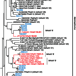 NHPs harbor diverse AstV genotypes.