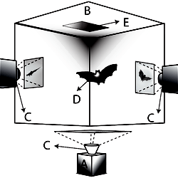 Apparatus for motion capture of landing bats.