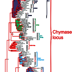 Phylogenetic analysis using the MrBayes algorithm.