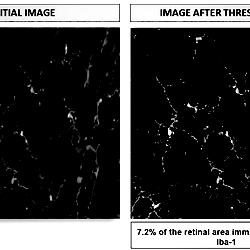 Retinal area labeled with Iba-1 in the NFL-GCL.