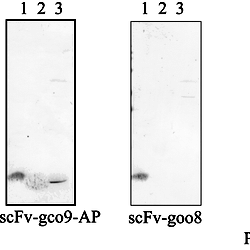 Detection of parvalbumin in processed fish products.