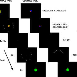 Exemplary timelines for the working memory task (M2ST) and the control ...