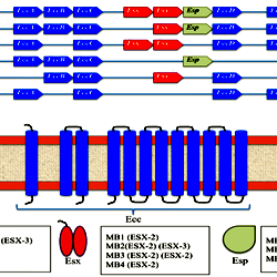 ESX secretion system.