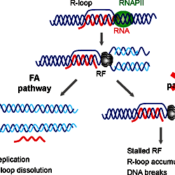 Model for a role of the FA pathway in preventing R-loop accumulation.