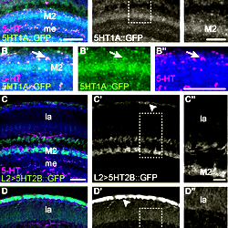Serotonin receptors 5-HT1A and 5-HT2B are enriched in layer M2 of the ...