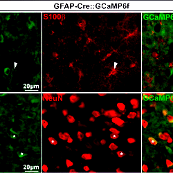 Expression of GCaMP6f in GFAP-Cre::GCaMP6f mouse brain.