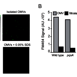 Isolation and lysis of fluorescently tagged outer membrane vesicles (OMV).