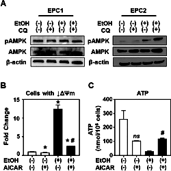 EtOH may activate AMPK in concert with autophagy to affect ...