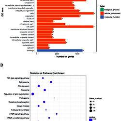 The functional enrichment analysis of trans target genes of the DE-lncRNAs.