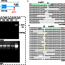 LVLP-RNPs were functional in myoblasts.