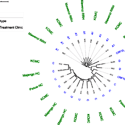 A maximum-likelihood phylogenetic tree.
