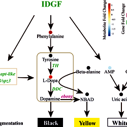 A model of the pathway involved in melanin formation and larval ...