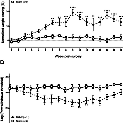 Pain behaviour in the modified MNX model of OA in the rat.
